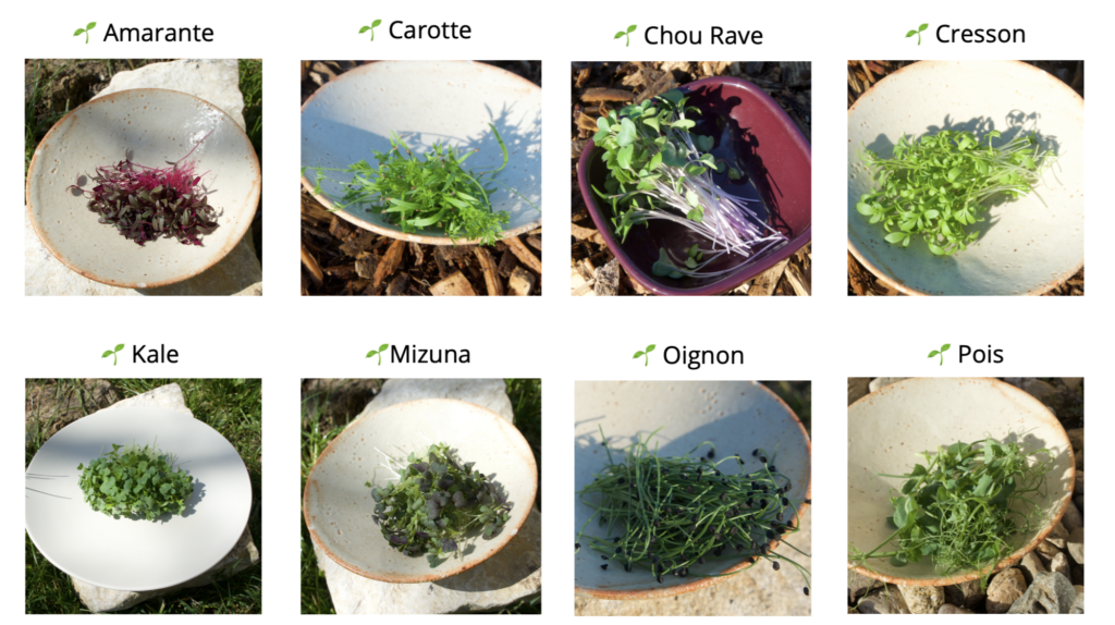 MICRO-POUSSES - Micro-ferme Le Vert Croquant